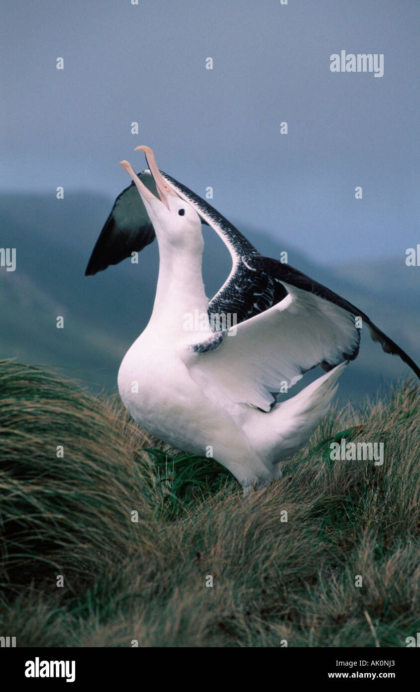 Auckland islands and albatross hi-res stock photography and images - Alamy