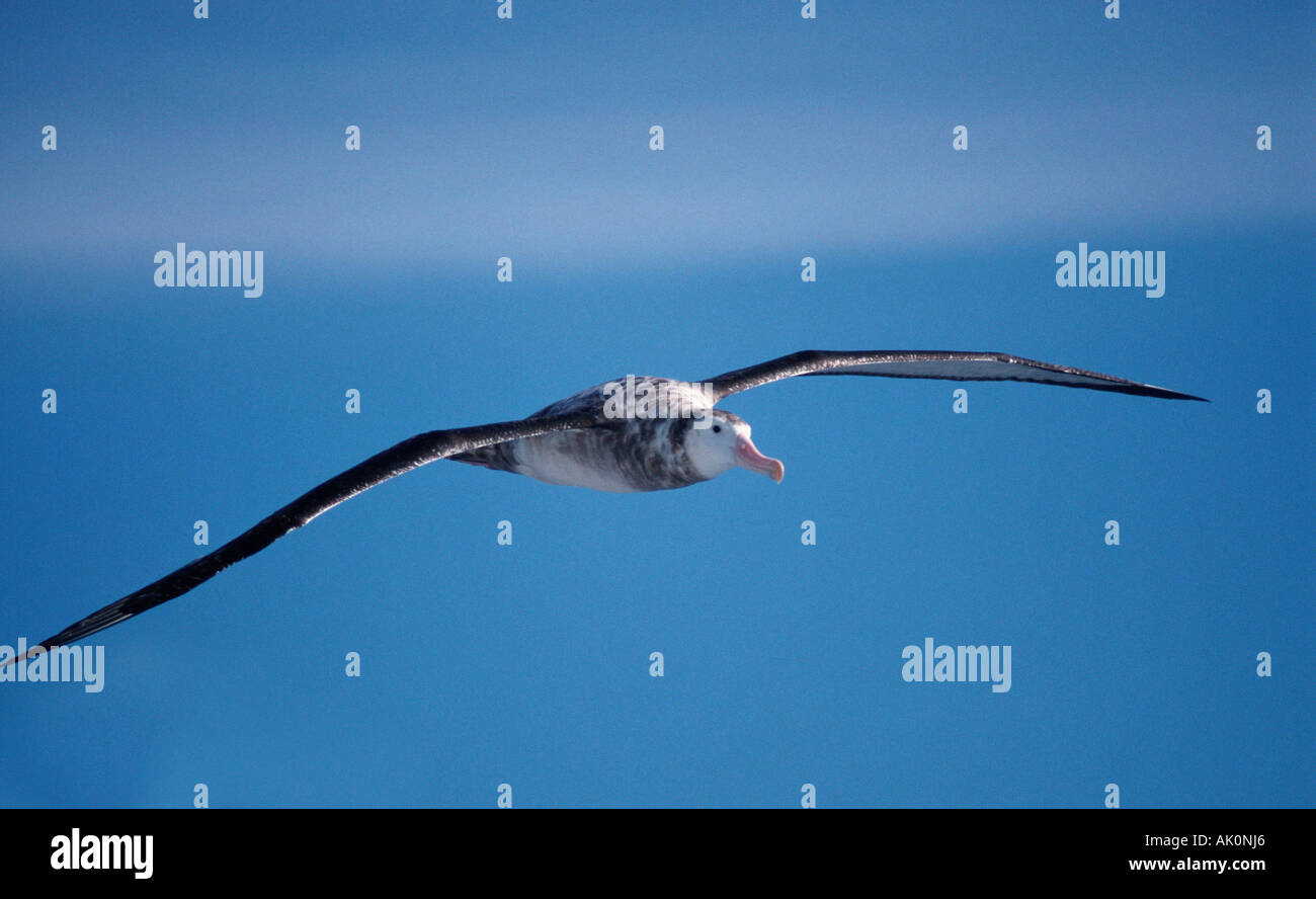 Adult wandering albatross hi-res stock photography and images - Alamy
