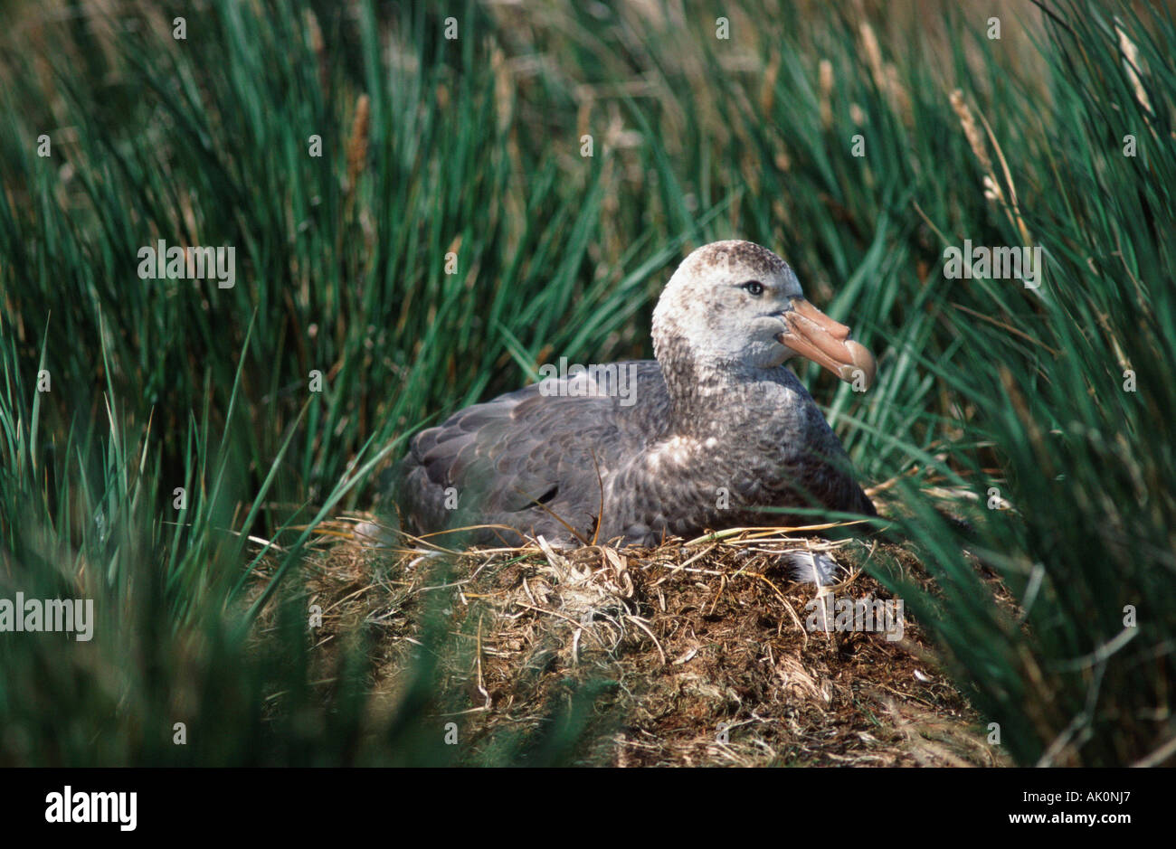 Southern Giant Petrel / Southern Giant Fulmar Stock Photo - Alamy