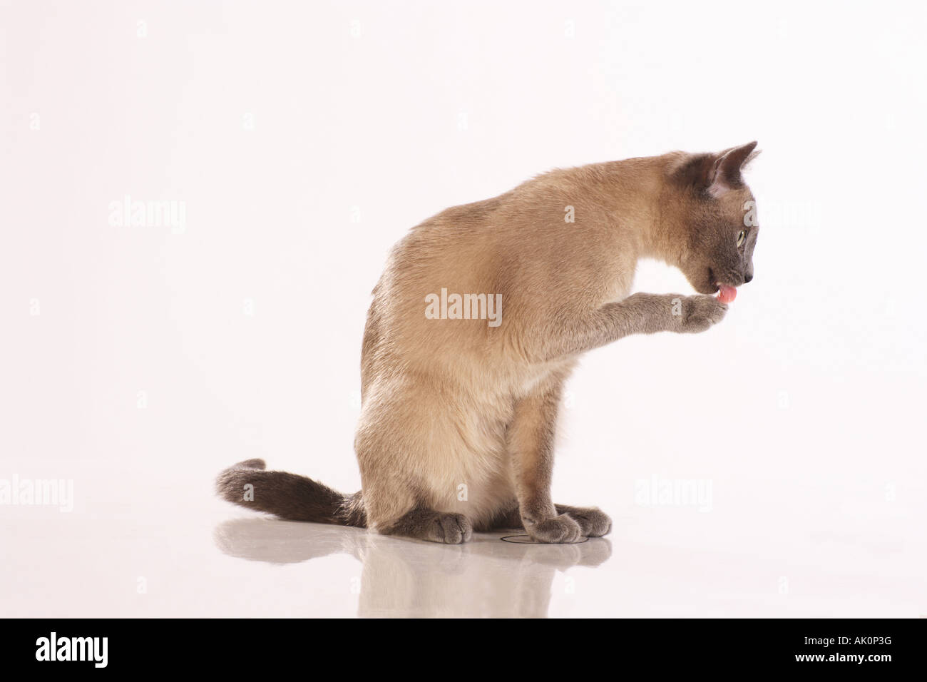 Tonkinese cat - preening itself - cutout Stock Photo - Alamy
