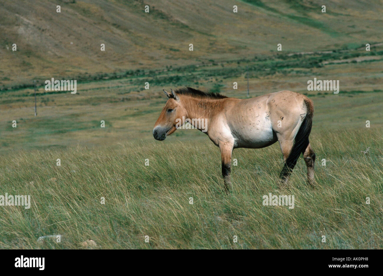 Przewalski's Wild Horse / Takhi Stock Photo - Alamy