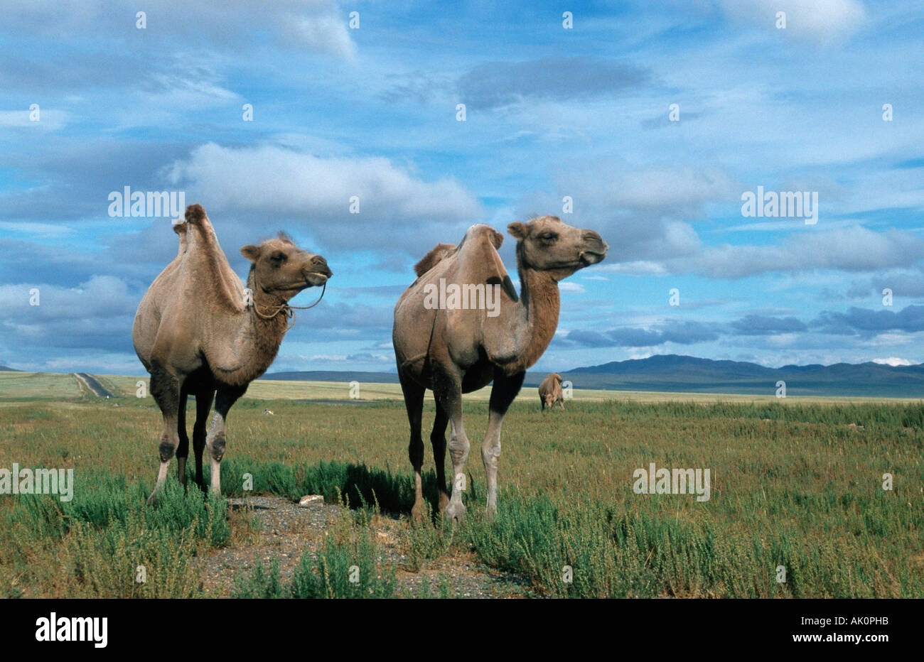 Camel pair hi-res stock photography and images - Alamy