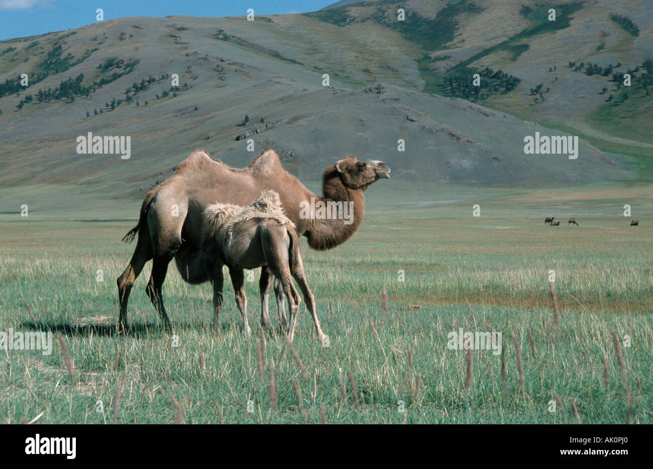 Juvenile camel hi-res stock photography and images - Alamy