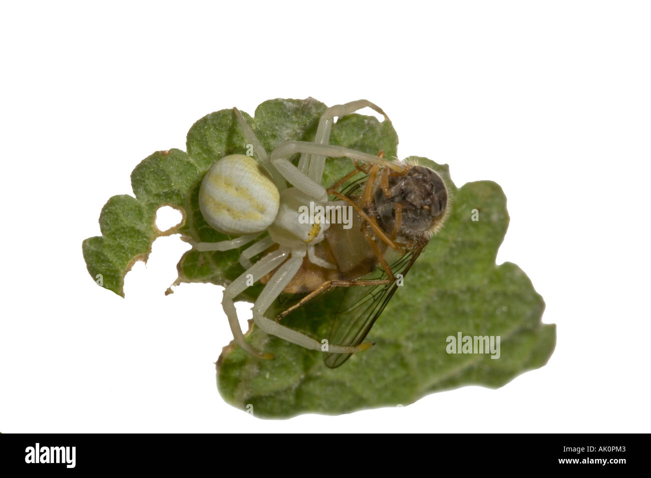 Common Crab Spider. Macro very small Crab Spider eating much larger ...