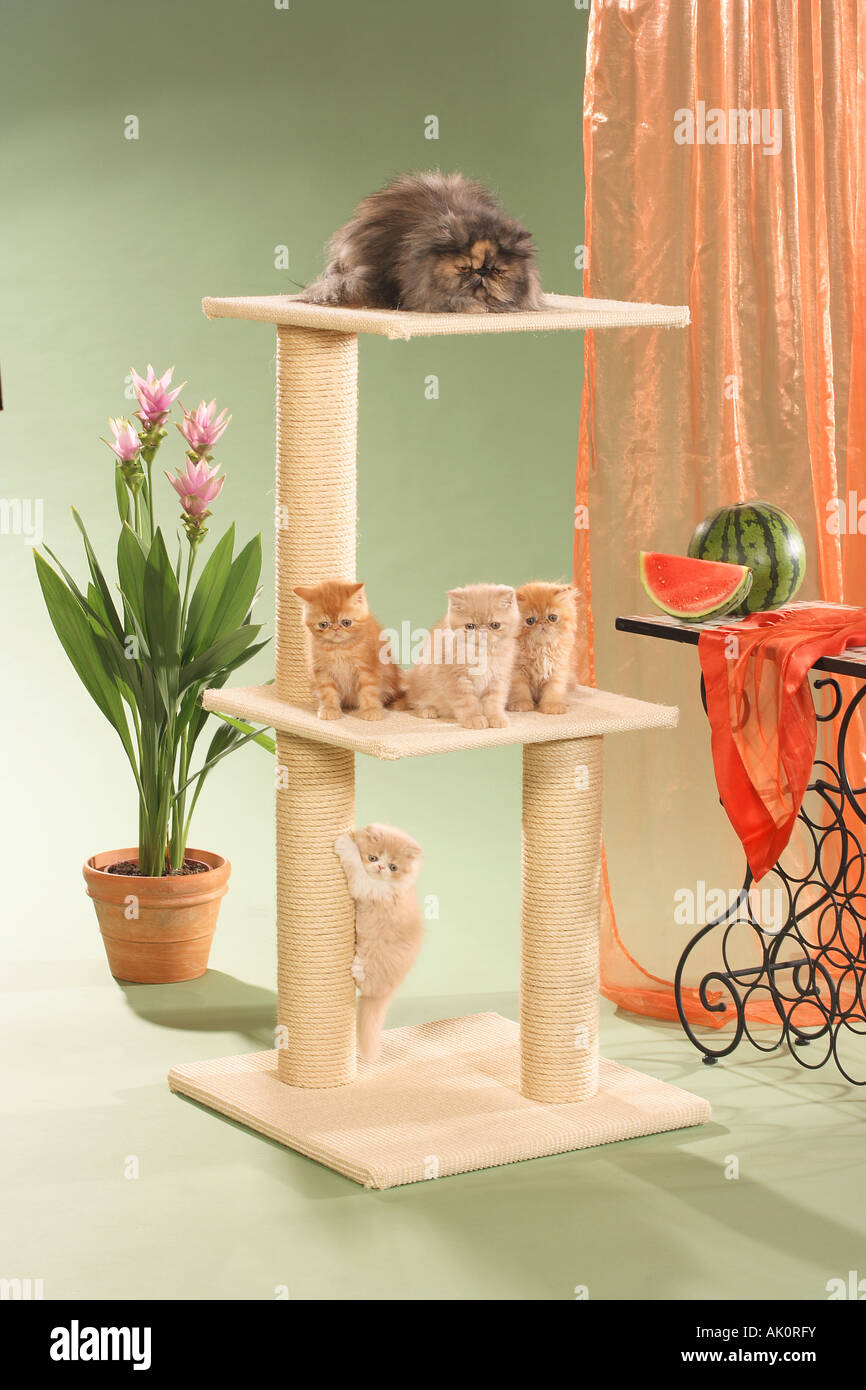 four kittens and cat on scratching post Stock Photo - Alamy
