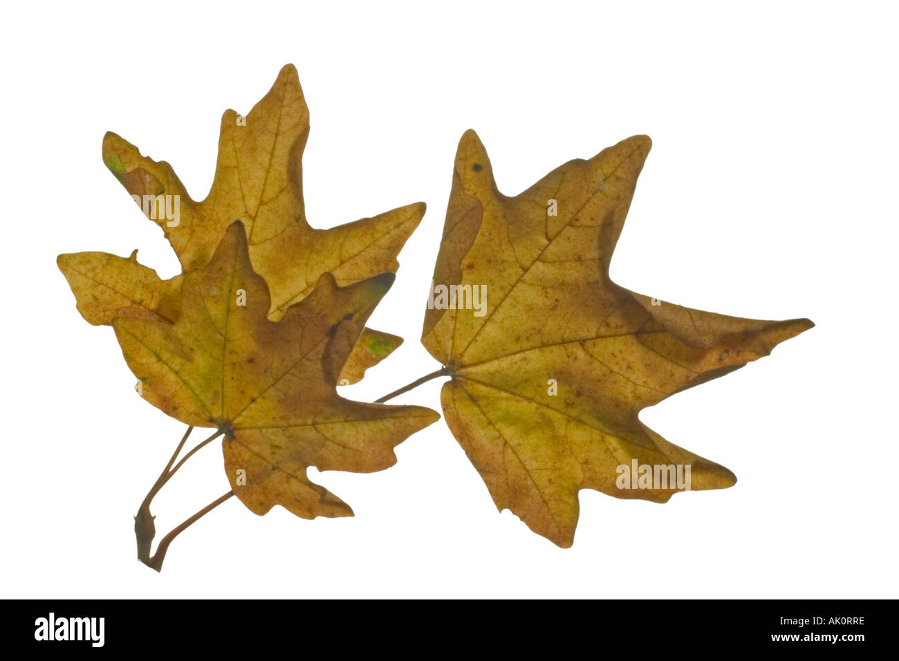Acer campestre botanical cut outs hi-res stock photography and images ...