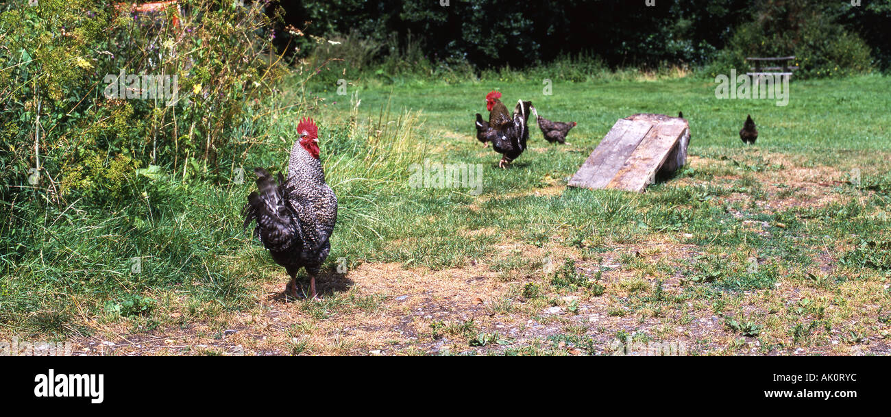Cockerels and hens hi-res stock photography and images - Alamy