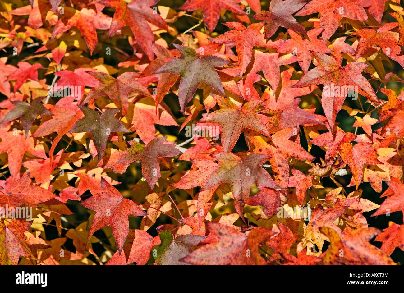 Red and Russet Autumn Leaves of the tree Liquidambar Styrasciflua ...