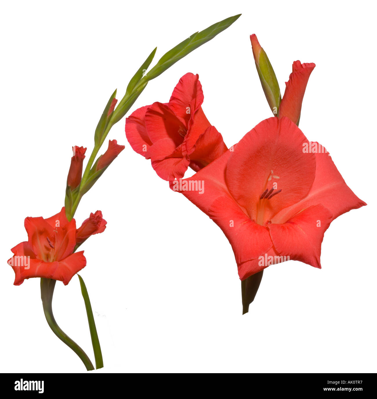 Enlarged stem hi-res stock photography and images - Alamy