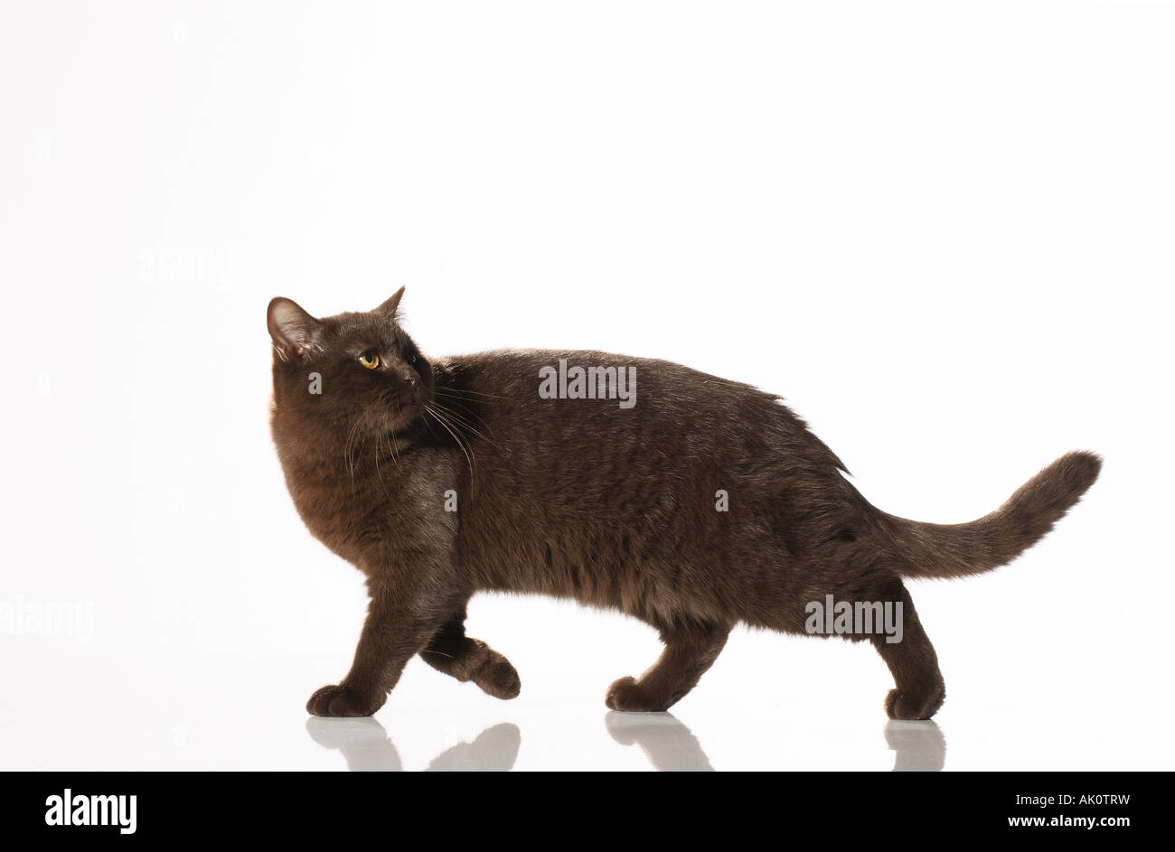 domestic cat - cut out Stock Photo - Alamy
