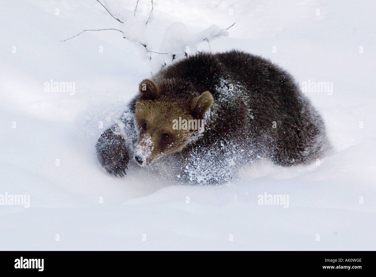 European Brown Bear / Europaeischer Braunbaer Stock Photo - Alamy
