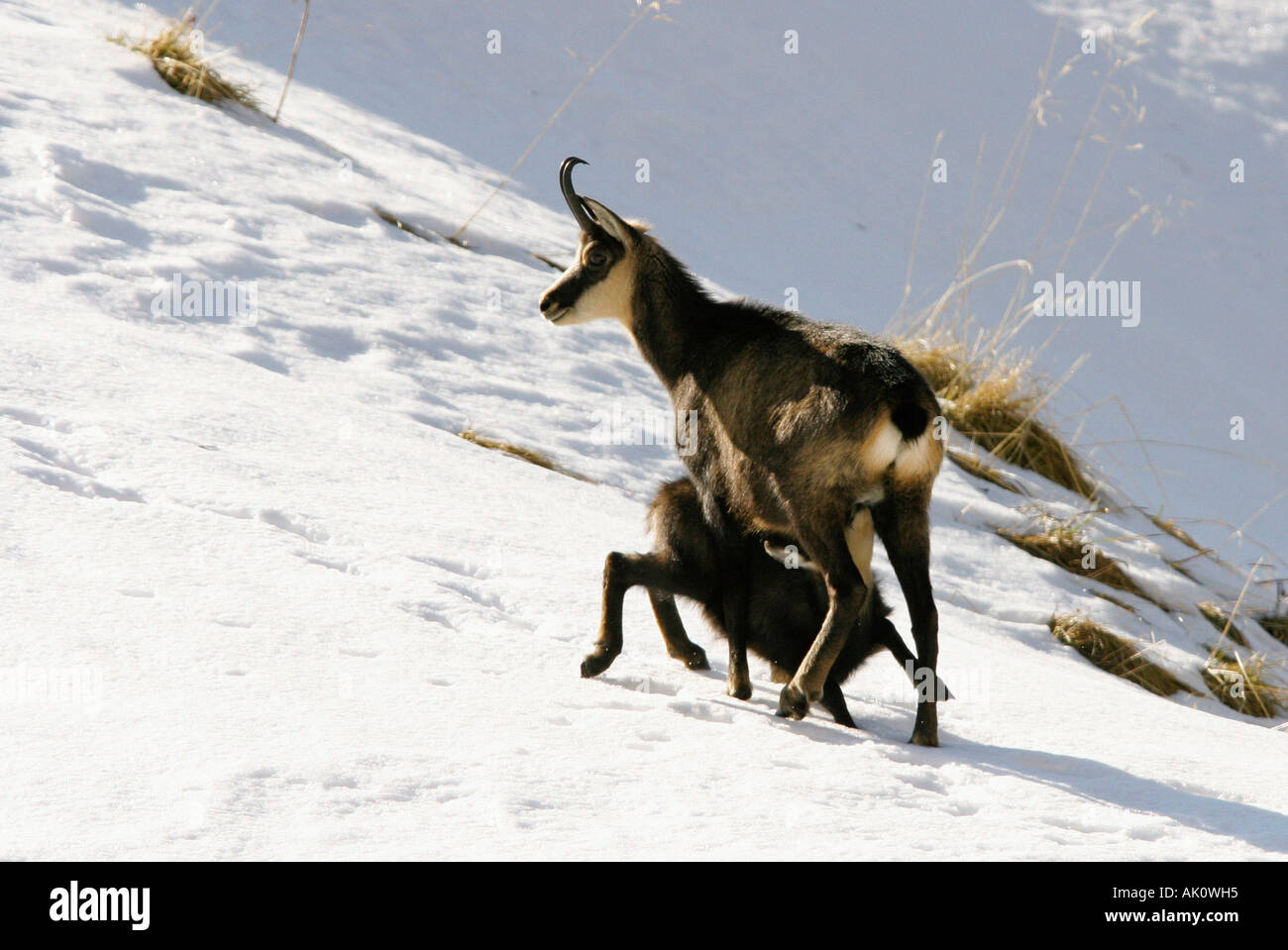 Gemse hi-res stock photography and images - Alamy