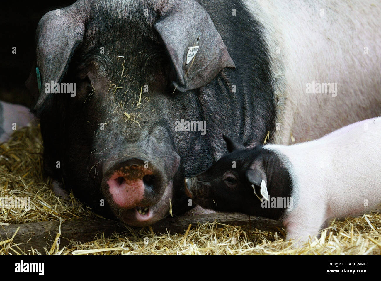 Domestic Pig / Hausschwein / Hallisches Schwein Stock Photo - Alamy