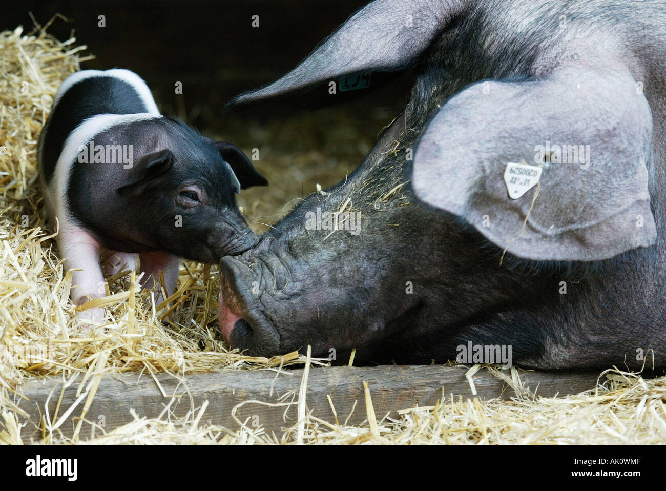 Domestic Pig / Hausschwein / Hallisches Schwein Stock Photo - Alamy