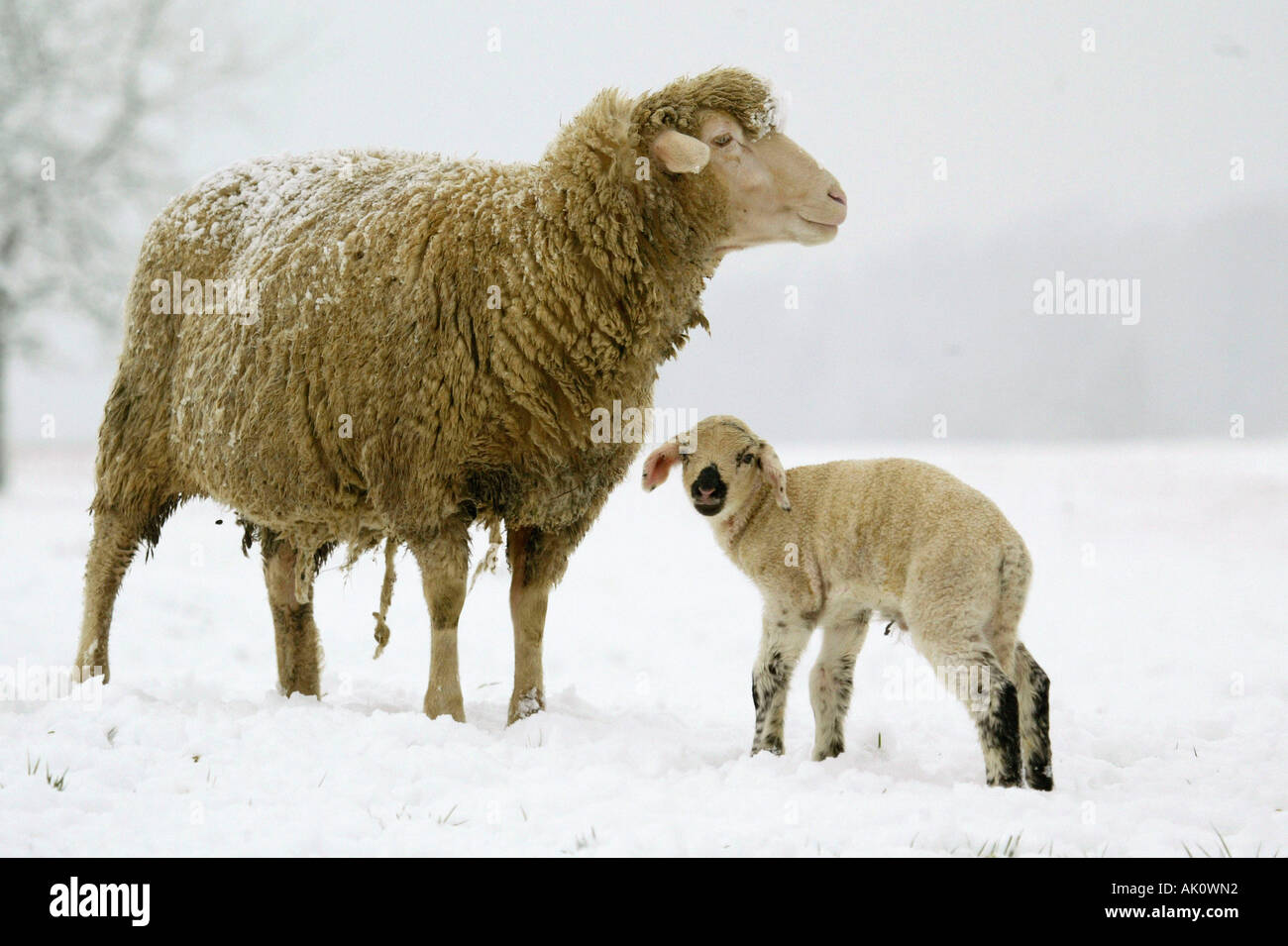 Merinoschaf hi-res stock photography and images - Alamy