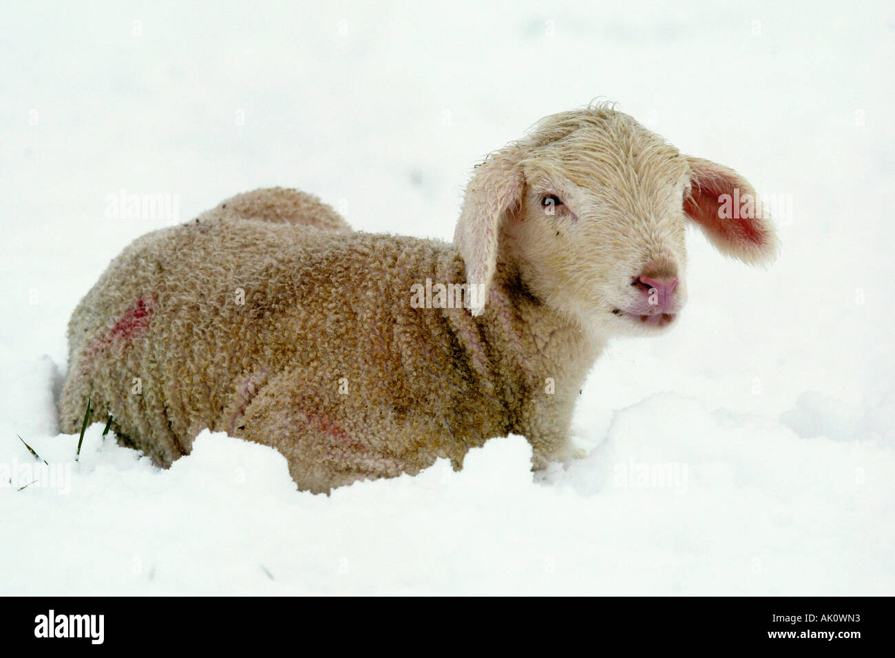 Merinoschaf hi-res stock photography and images - Alamy
