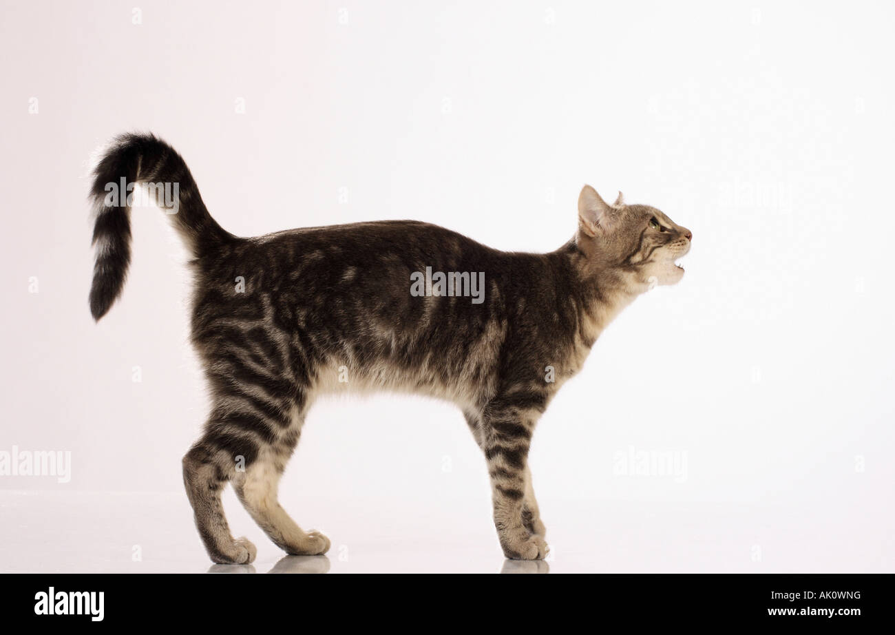 tabby cat - standing - cut out Stock Photo - Alamy