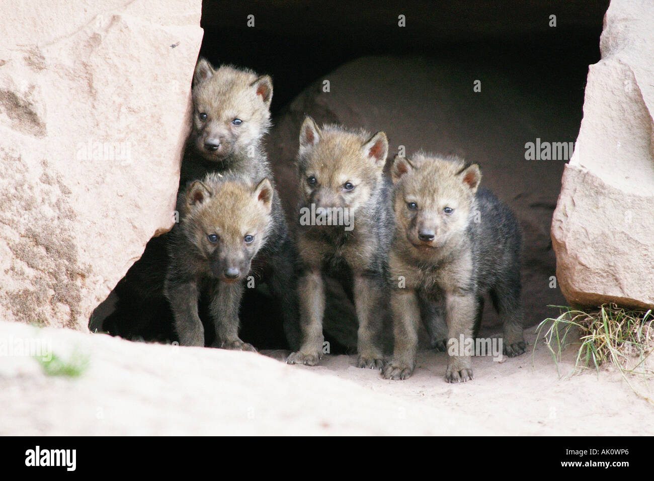Wolf den hi-res stock photography and images - Alamy
