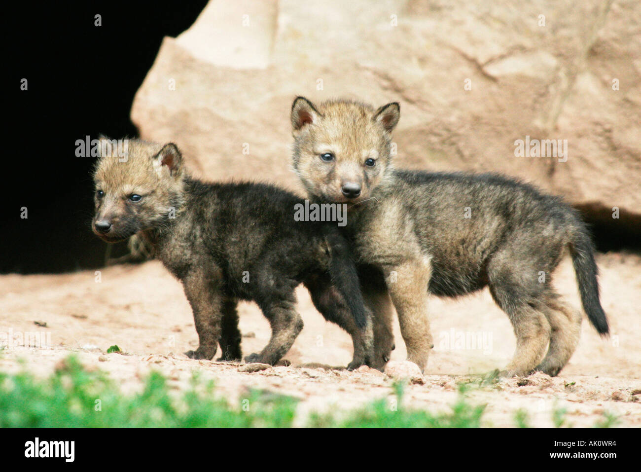 Woelfe hi-res stock photography and images - Alamy