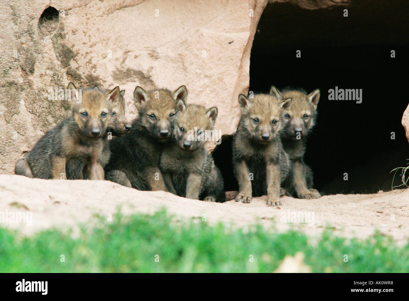 Six young wolves hi-res stock photography and images - Alamy