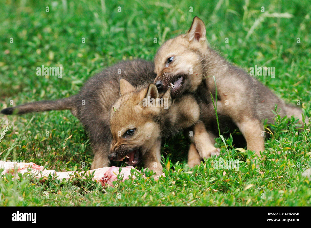 Wolf biting hi-res stock photography and images - Alamy