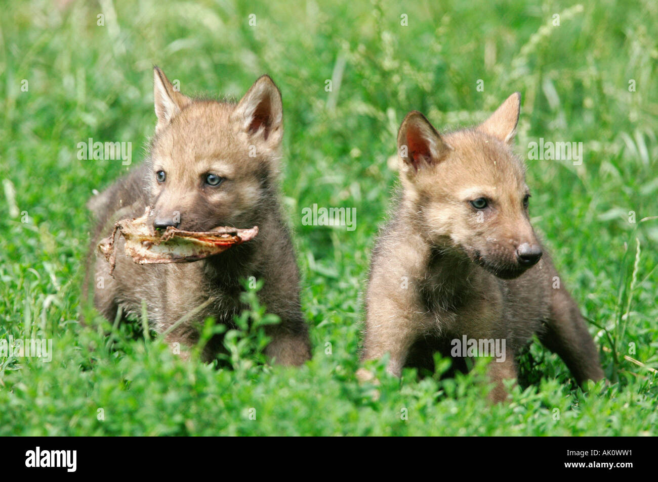 Wolf cub eating hi-res stock photography and images - Alamy