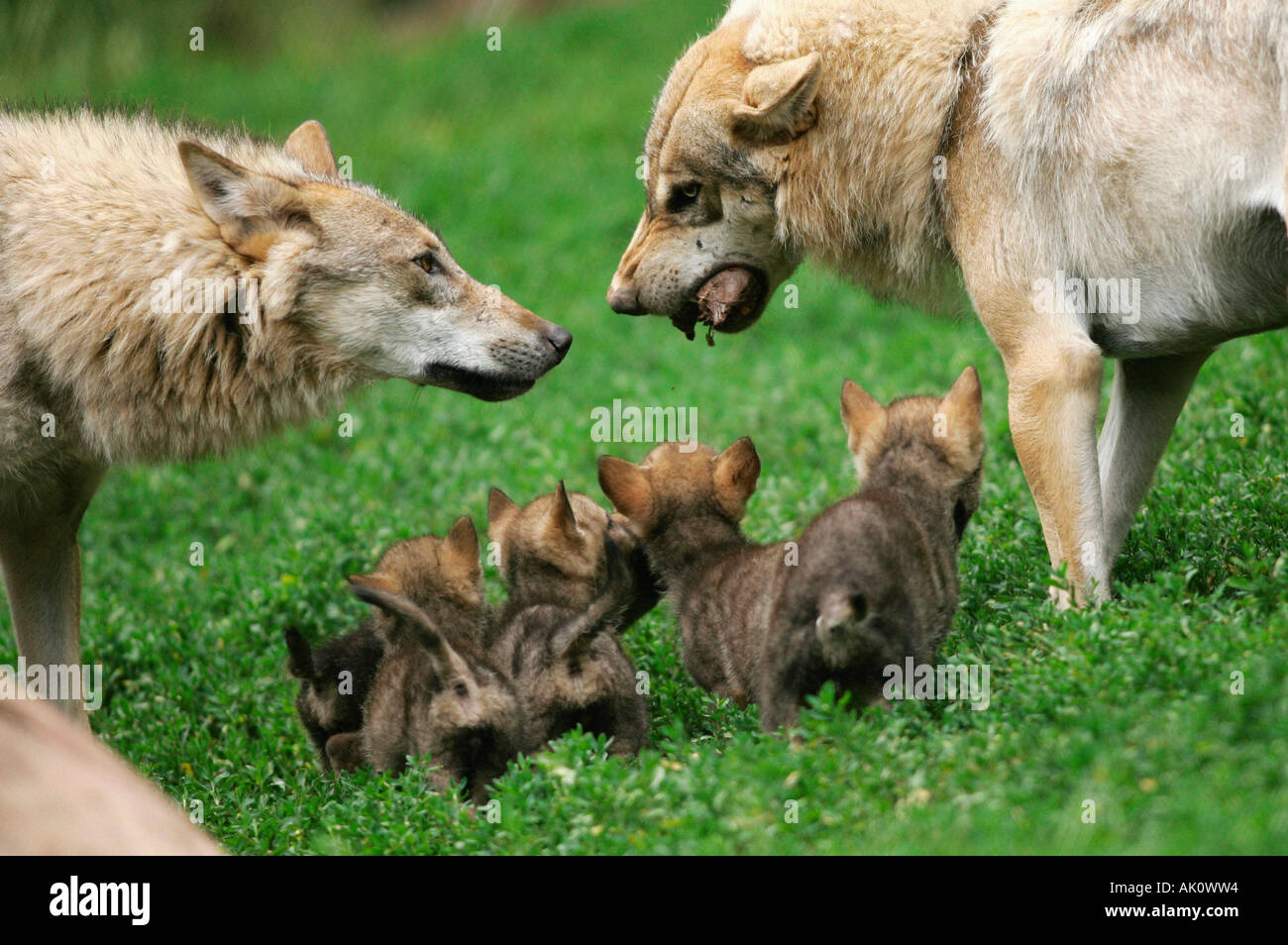 Wolf parents hi-res stock photography and images - Alamy
