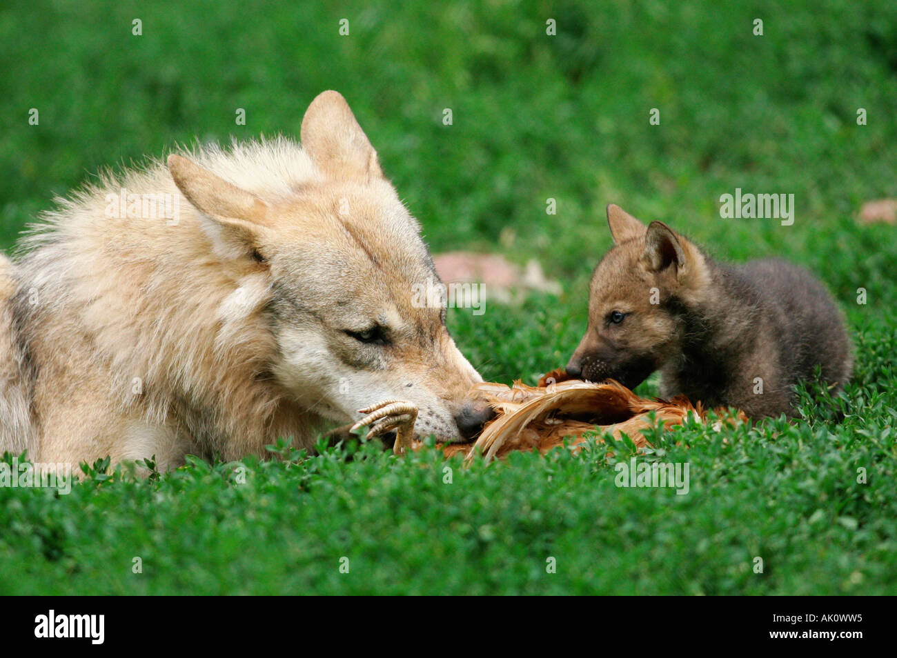 Wolf cub eating hi-res stock photography and images - Alamy