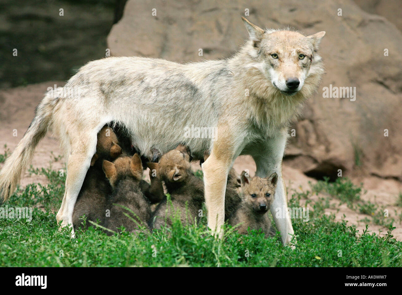Nursing wolf hi-res stock photography and images - Alamy