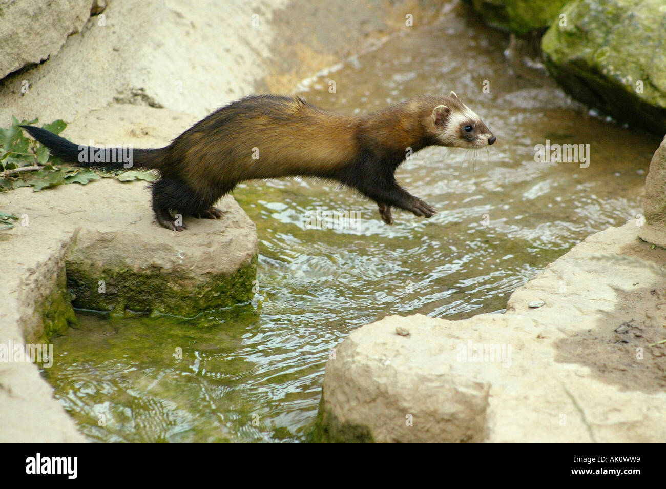 European Ferret / Polecat / Europaeischer Iltis Stock Photo - Alamy