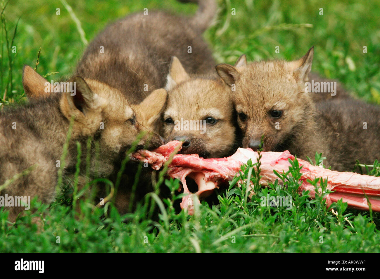 Wolf cub eating hi-res stock photography and images - Alamy