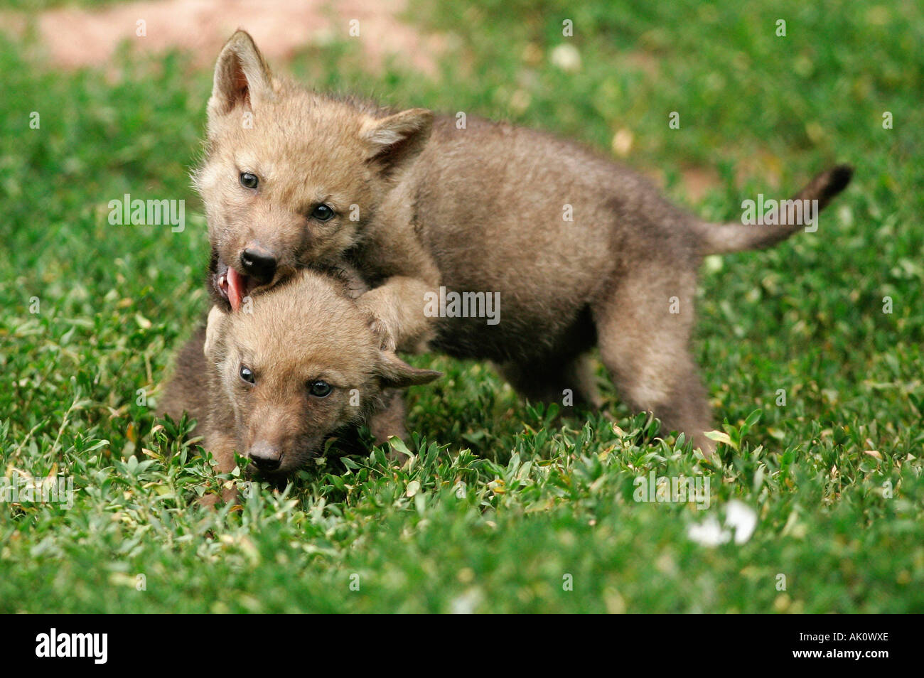 Wolf cubs playing hi-res stock photography and images - Alamy