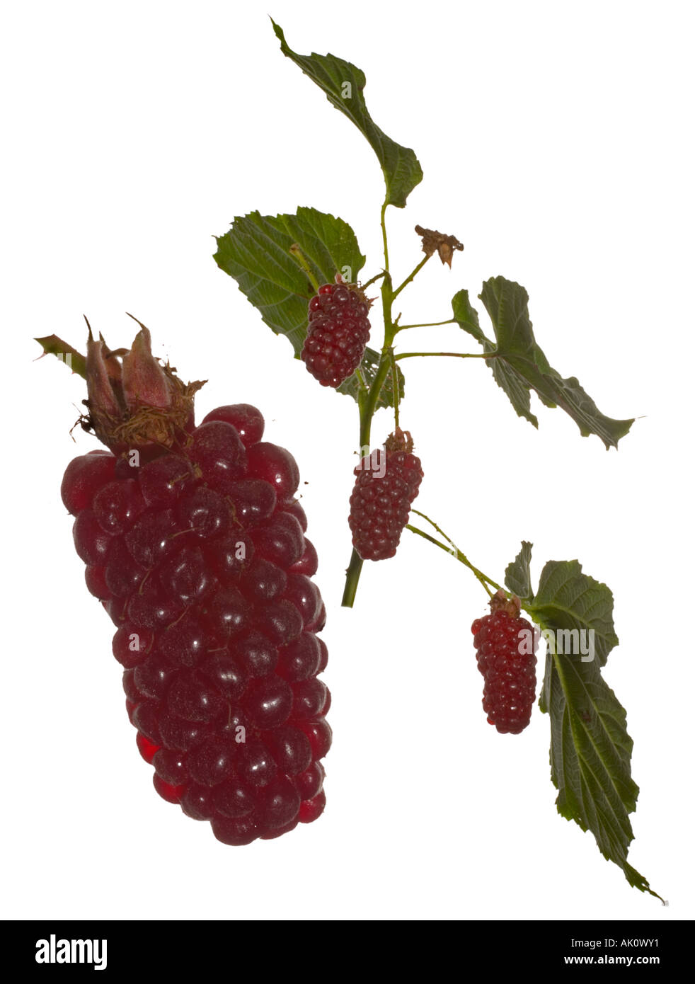 Logan berry Cut Out Stock Images & Pictures - Alamy