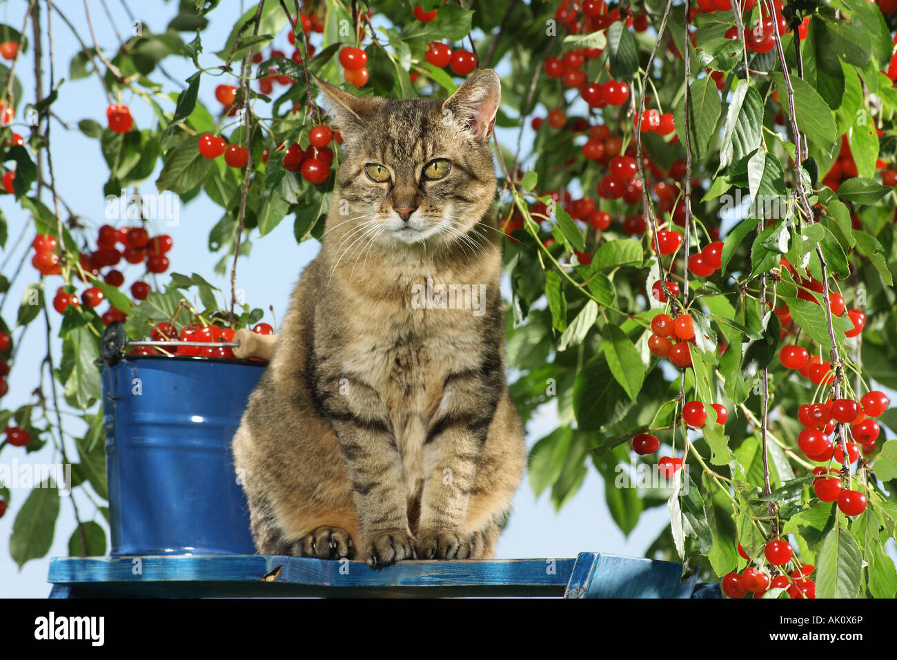 Domestic cat cherry tree hi-res stock photography and images - Alamy