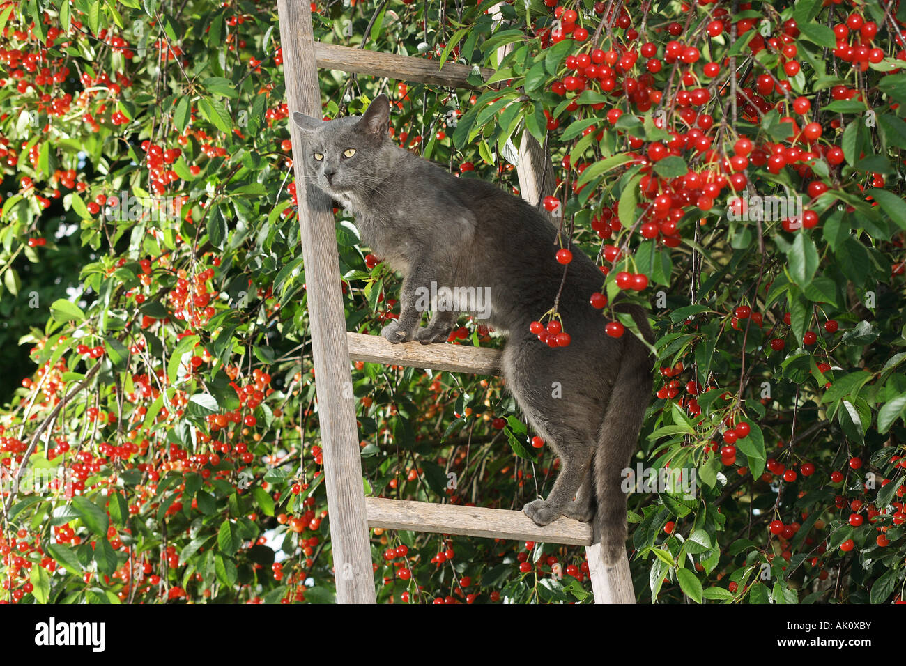 Domestic cat cherry tree hi-res stock photography and images - Alamy