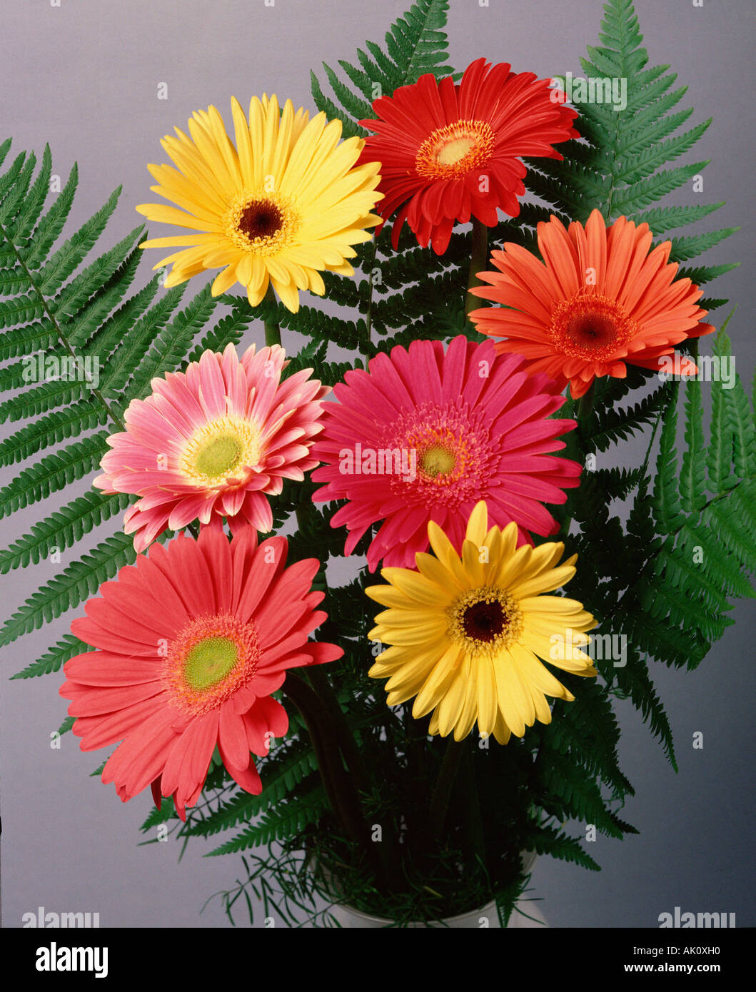 Gerbera spec hi-res stock photography and images - Alamy