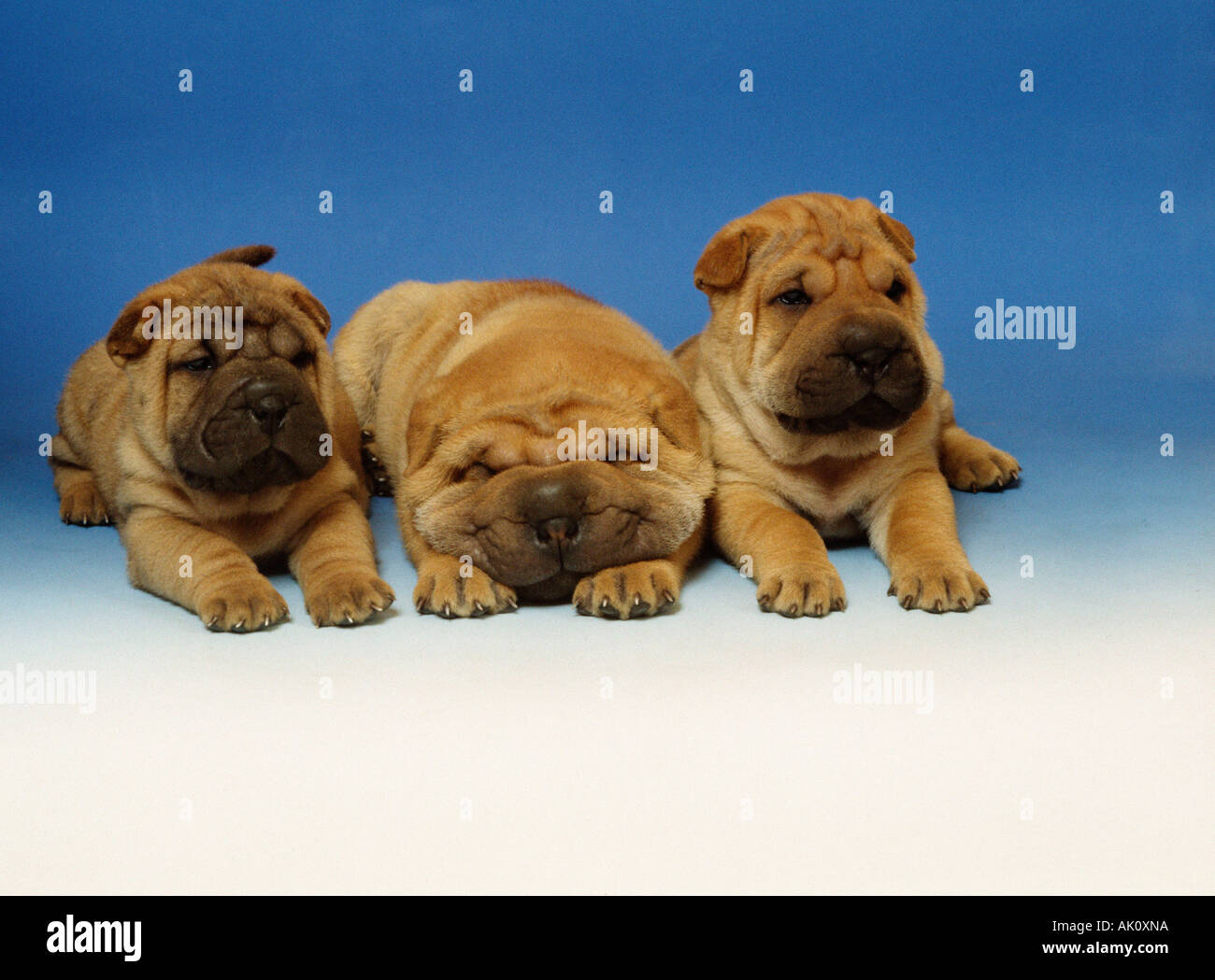 Three chinese siblings hi-res stock photography and images - Alamy