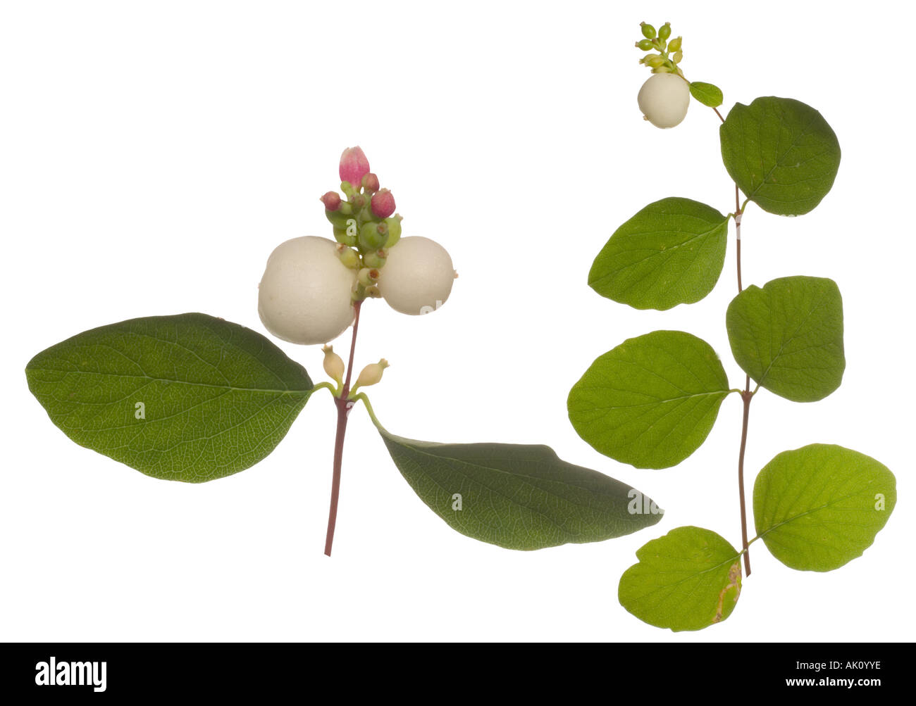 Snowberry. Berries flower leaf Surrey England August Stock Photo - Alamy