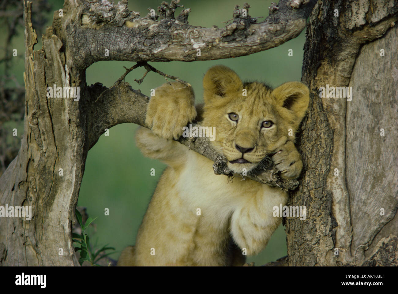 Lion cub looking over the branch of a tree straight at the camera Masai ...