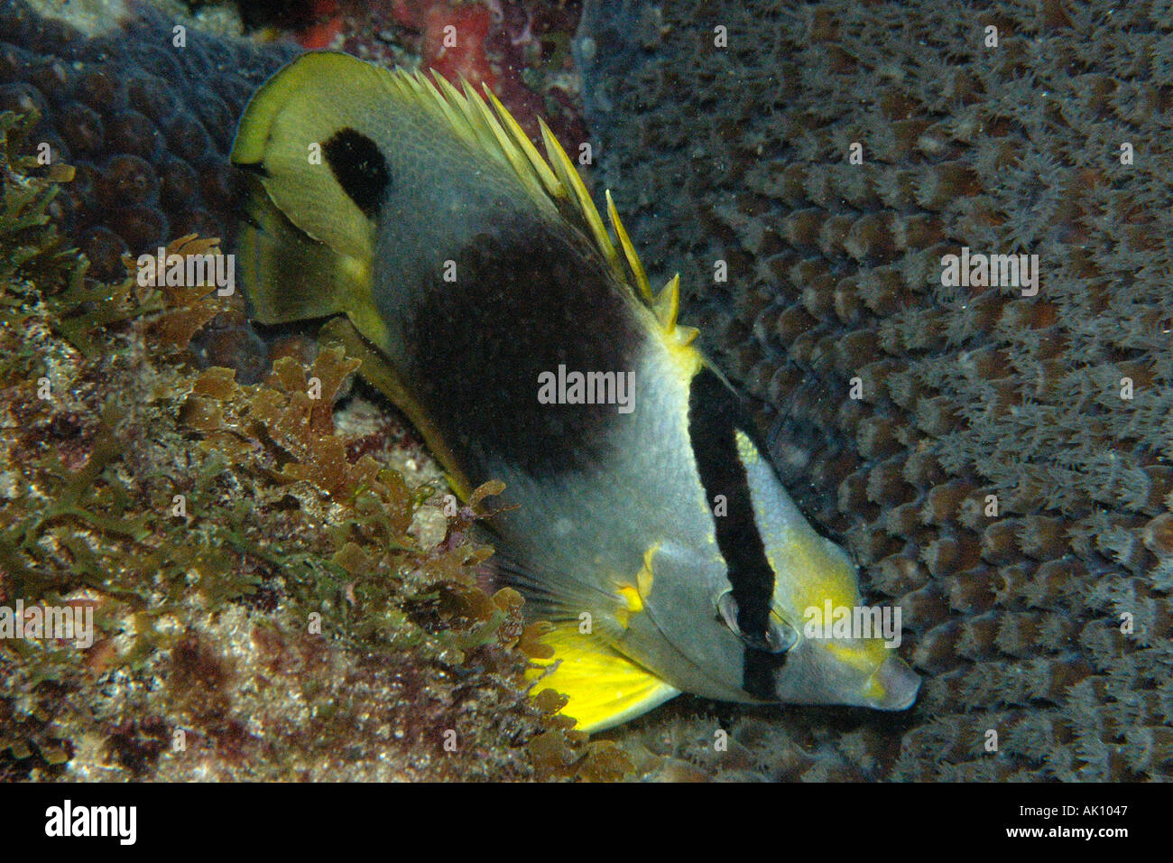 Spotfin butterflyfish Chaetodon ocellatus night Fernando de Noronha ...