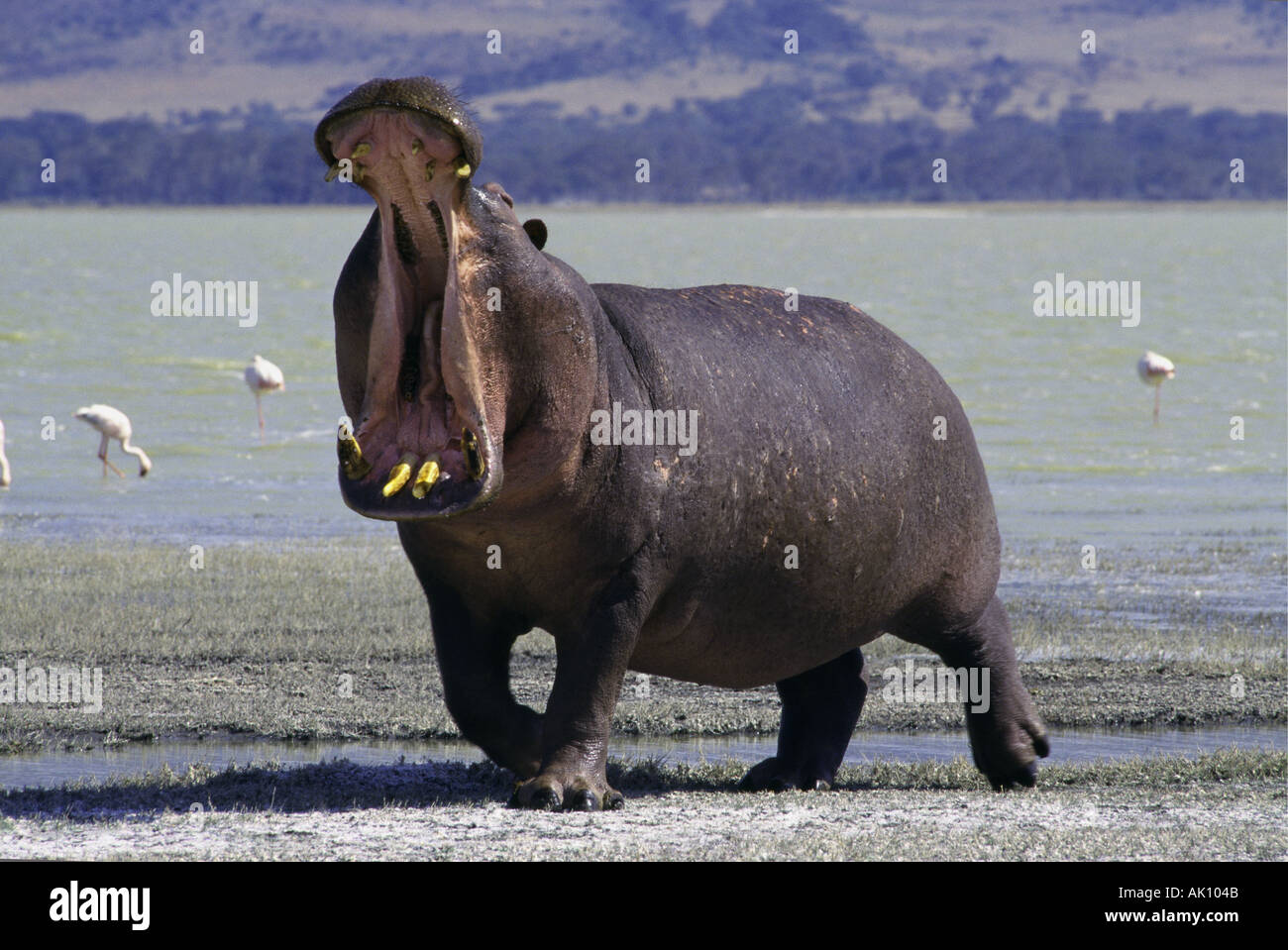 Hippo mating hi-res stock photography and images - Alamy
