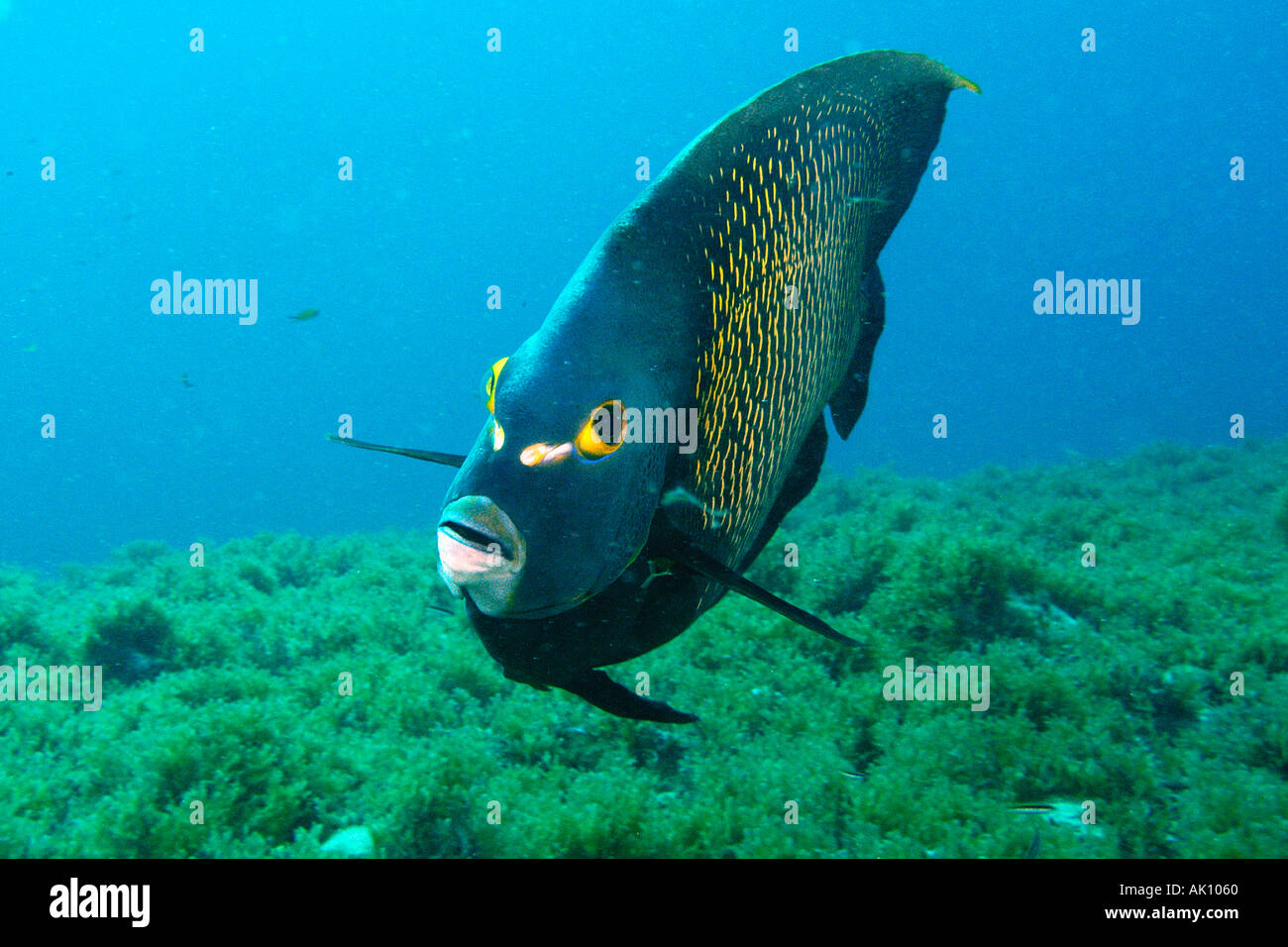 French angelfish Pomacanthus paru Ilha Rata Fernando de Noronha ...