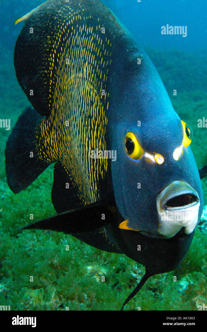 Fernando de noronha fish hi-res stock photography and images - Alamy