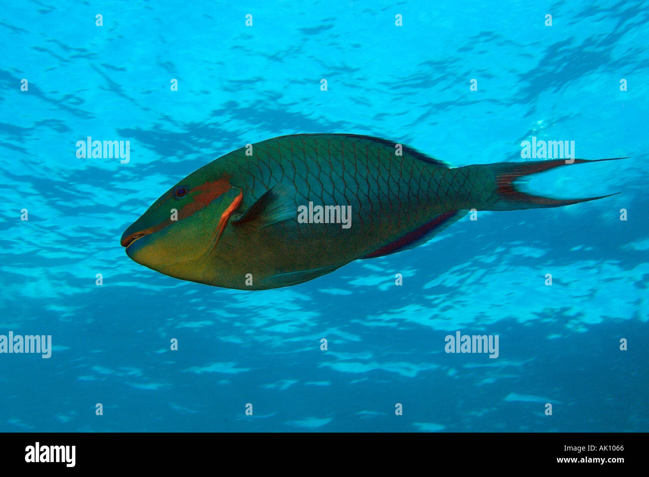 Parrotfish Sparisoma sp Ilha rata Fernando de Noronha national marine ...