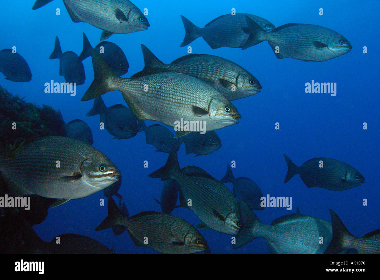 Chubs schooling Kyphosus sp Ilha do meio Fernando de Noronha national ...