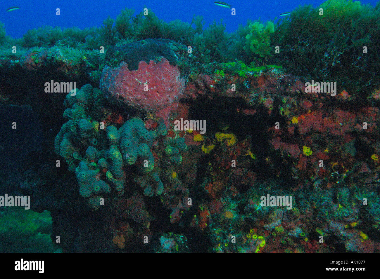 Sponges Ilha do meio Fernando de Noronha national marine sanctuary ...