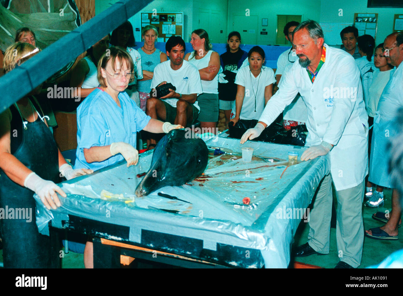 Animal Autopsy High Resolution Stock Photography and Images - Alamy