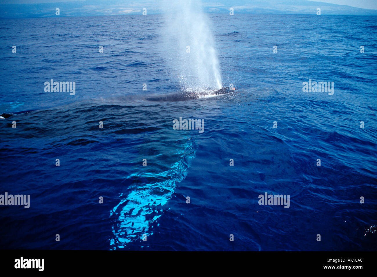Megaptera novaeangliae seawater hi-res stock photography and images - Alamy