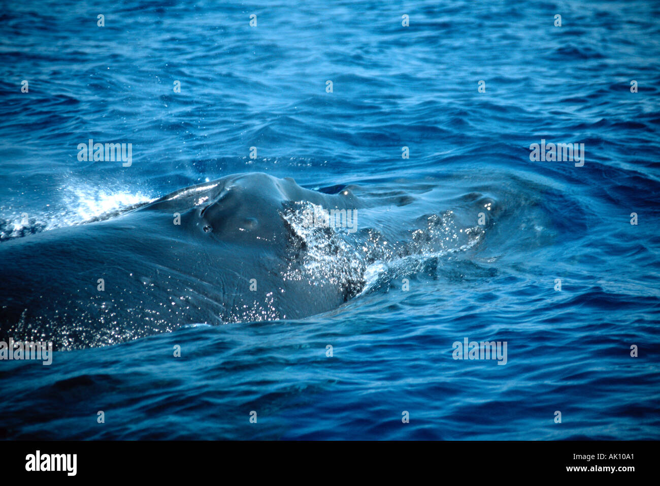 Megaptera novaeangliae seawater hi-res stock photography and images - Alamy