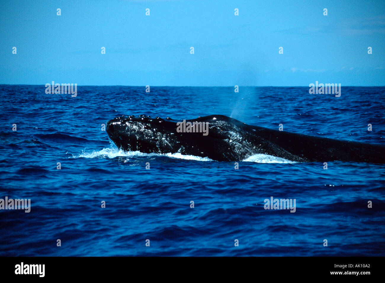 Megaptera novaeangliae seawater hi-res stock photography and images - Alamy